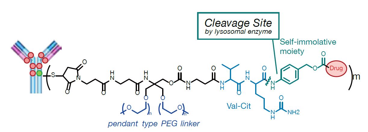 Drug Delivery Products :: Activated PEG for PEGylation :: For ADC and Linker :: Cleavable ...